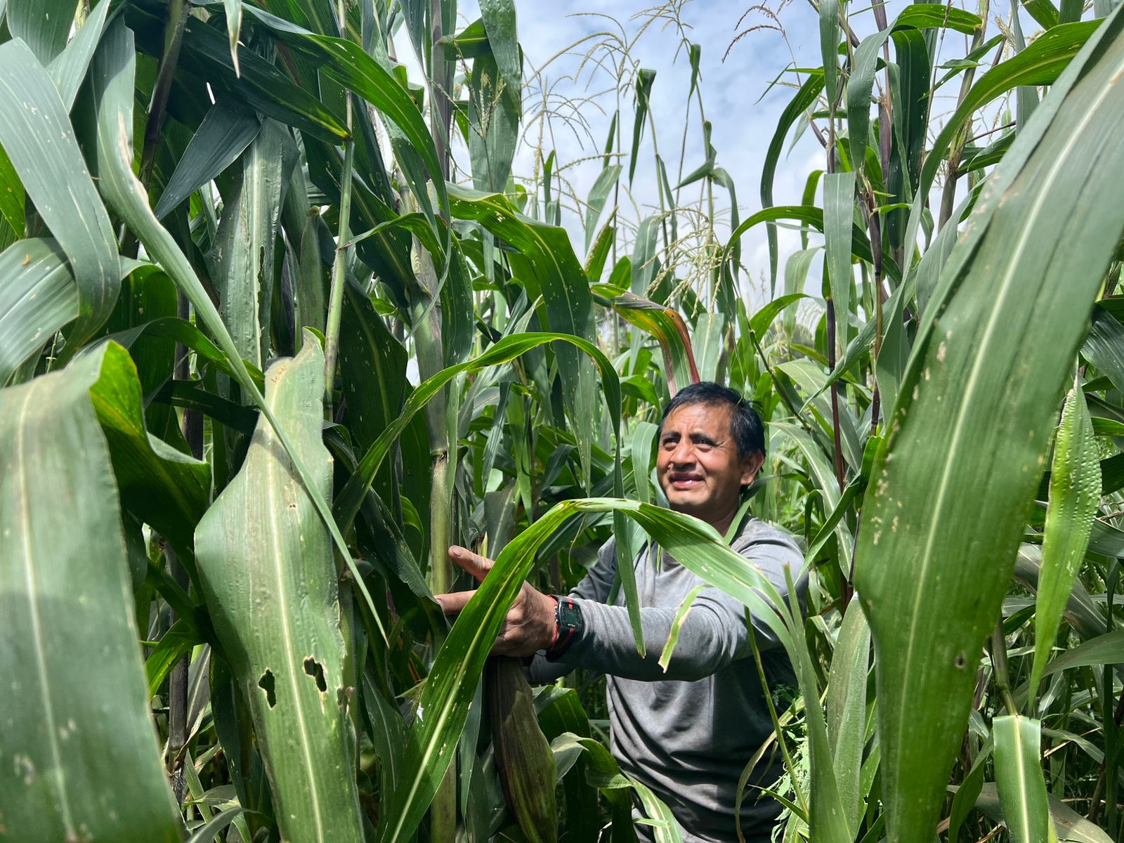 Productores xochimilcas iniciaron la cosecha de elote - DE REPORTEROS