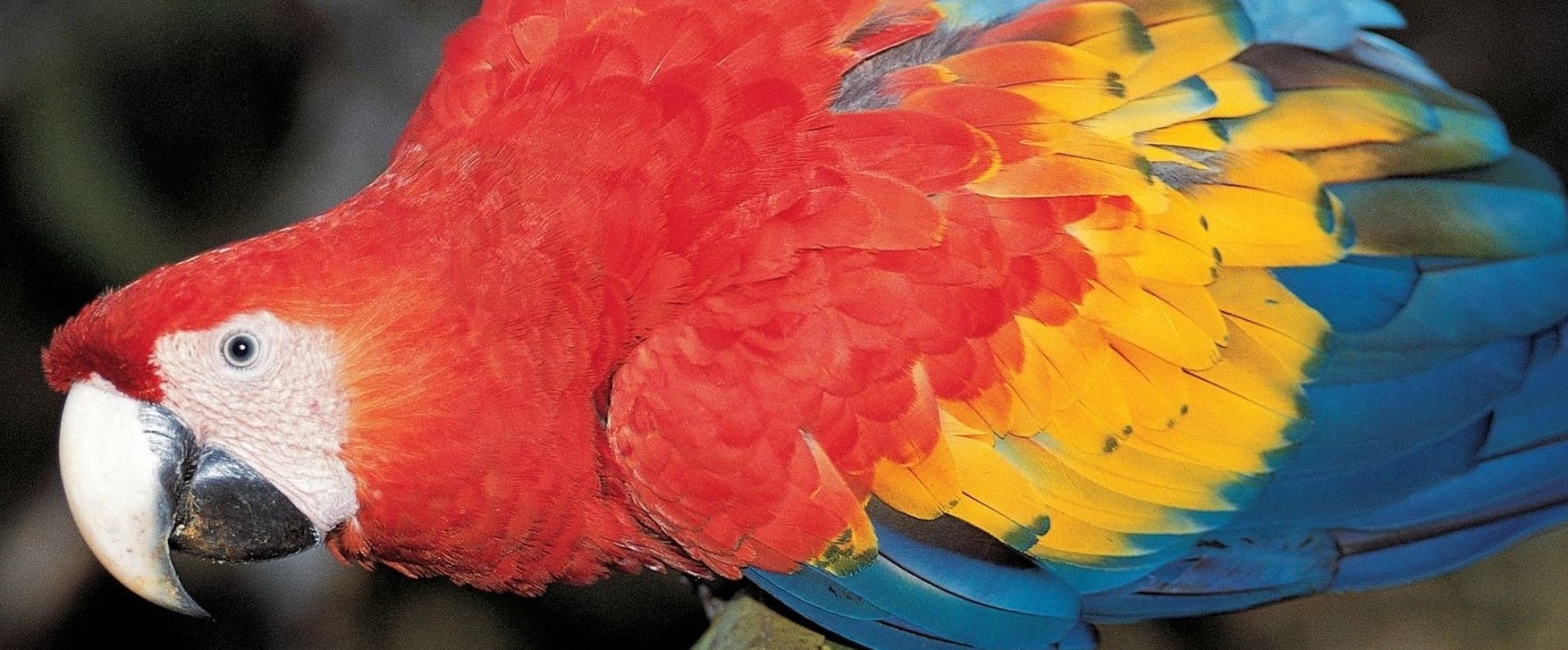 Visita Tuxtla Gutiérrez, Chiapas, abundante en bellezas naturales y ...