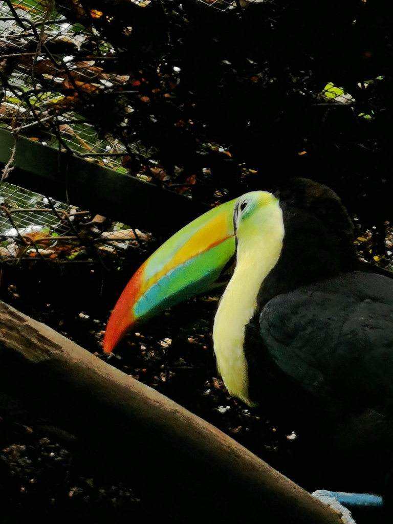 El tucán real es una especie en riesgo de desaparecer a corto o mediano ...