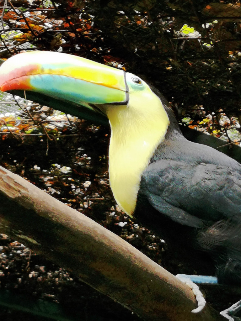 El tucán real es una especie en riesgo de desaparecer a corto o mediano ...